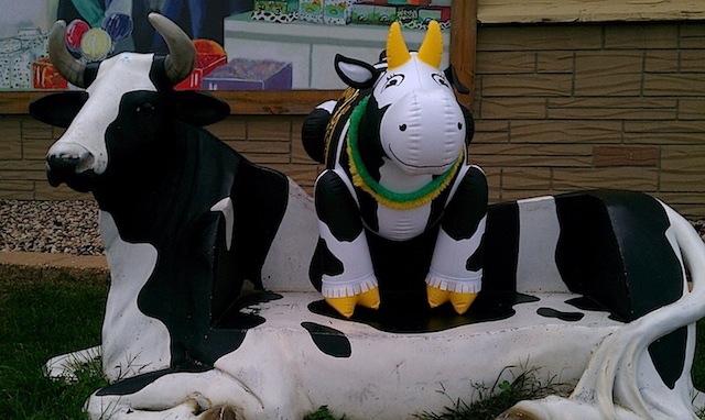 Lexxy Cow At The Cow Pie On Our Cheesehead Travels | Cheeseheads: The ...